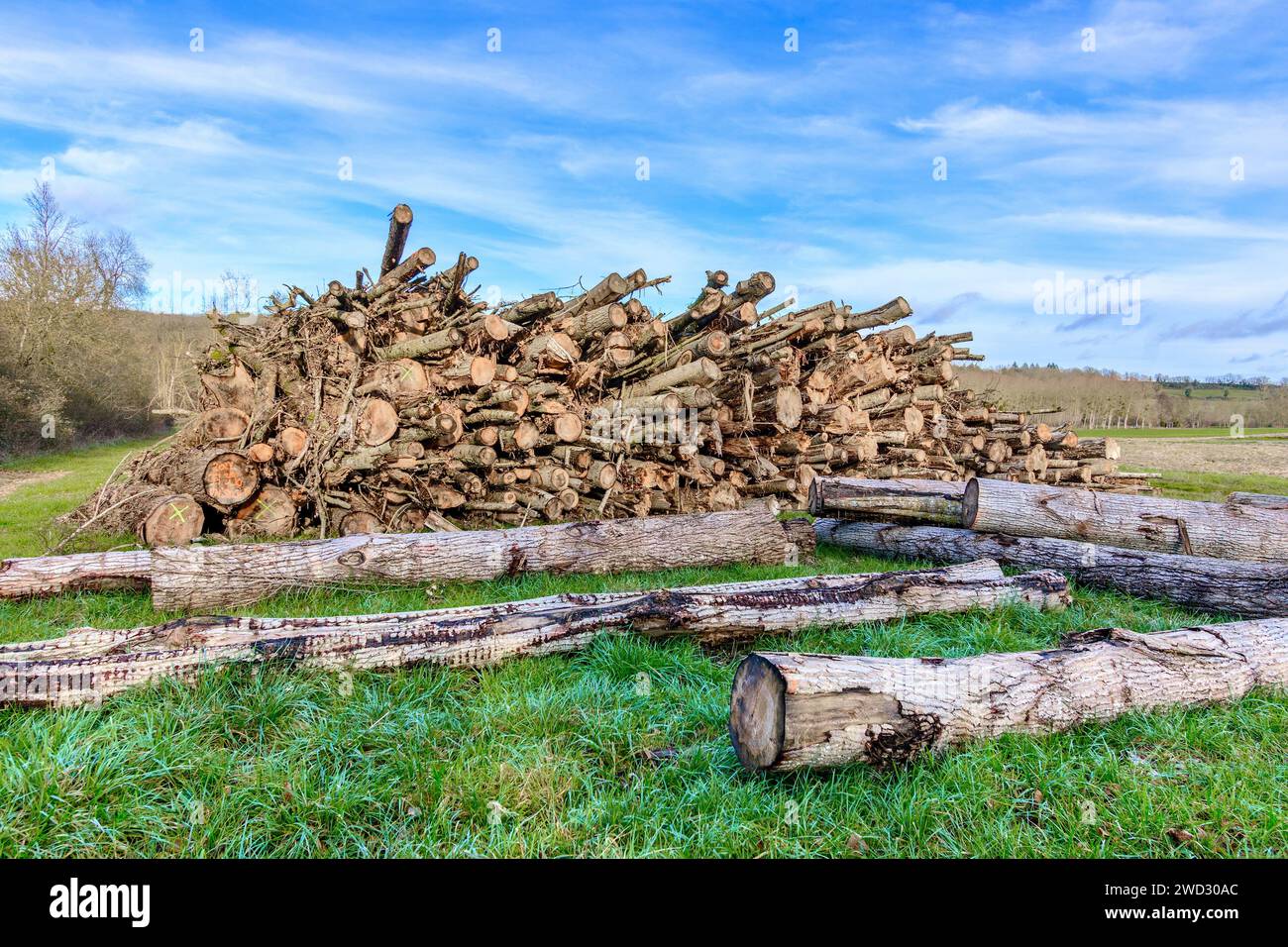 Felled tree trunks for commercial logging business - central France ...
