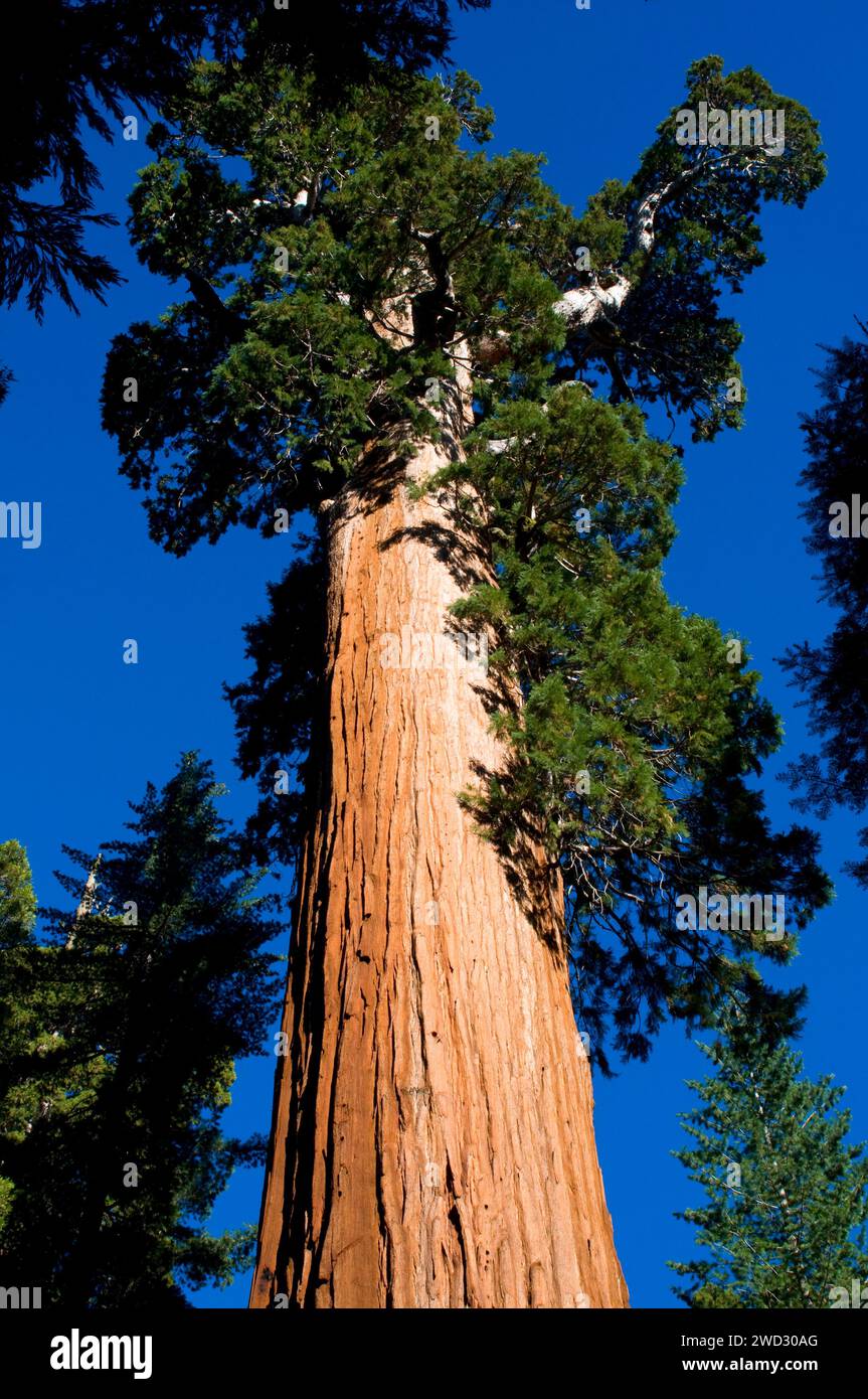 General Grant Tree, Kings Canyon National Park, California Stock Photo ...