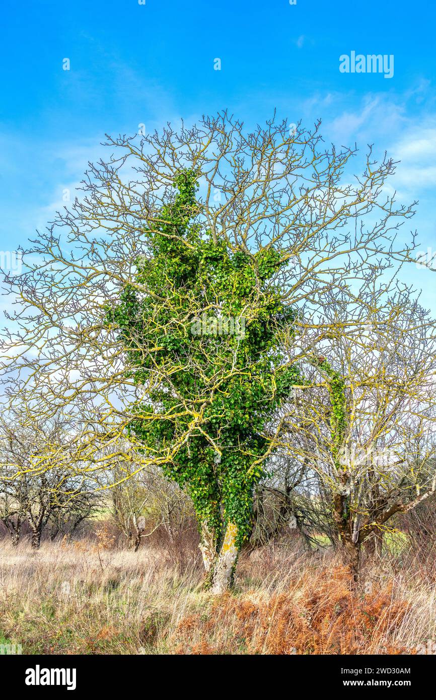 Walnut tree (Juglans regia) in winter showing invasive growth of Ivy ...