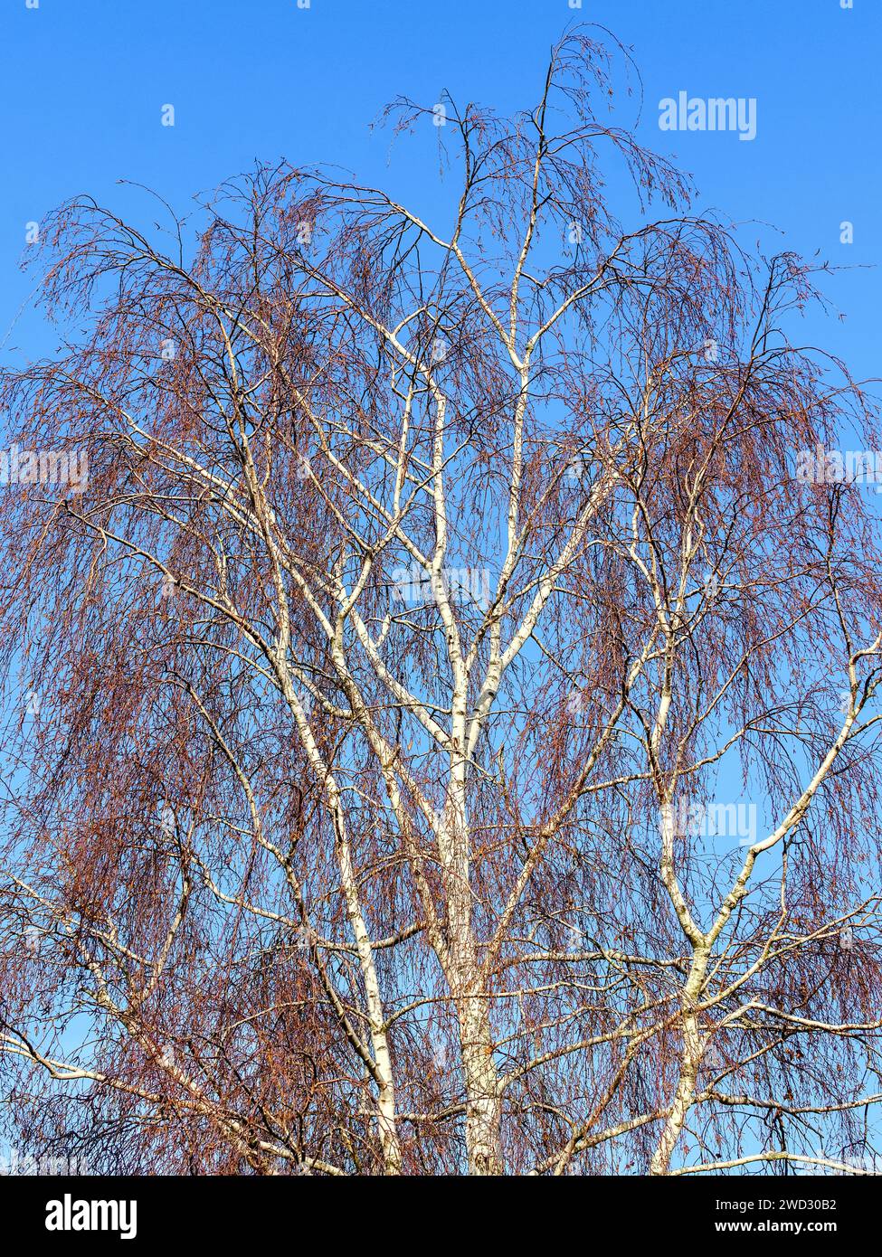 Birch tree betula winter hi-res stock photography and images - Alamy