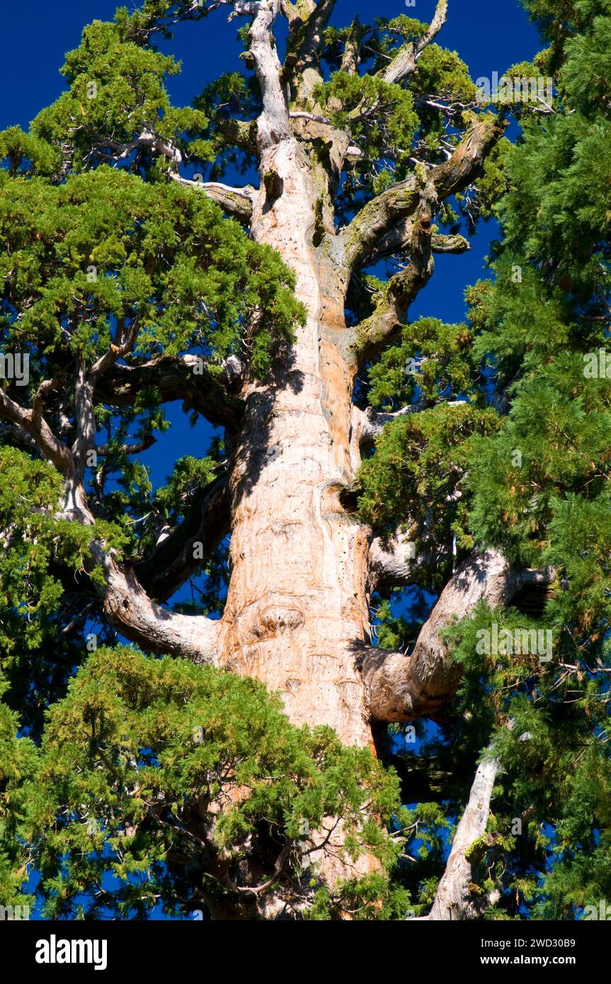 General grant tree hi-res stock photography and images - Alamy