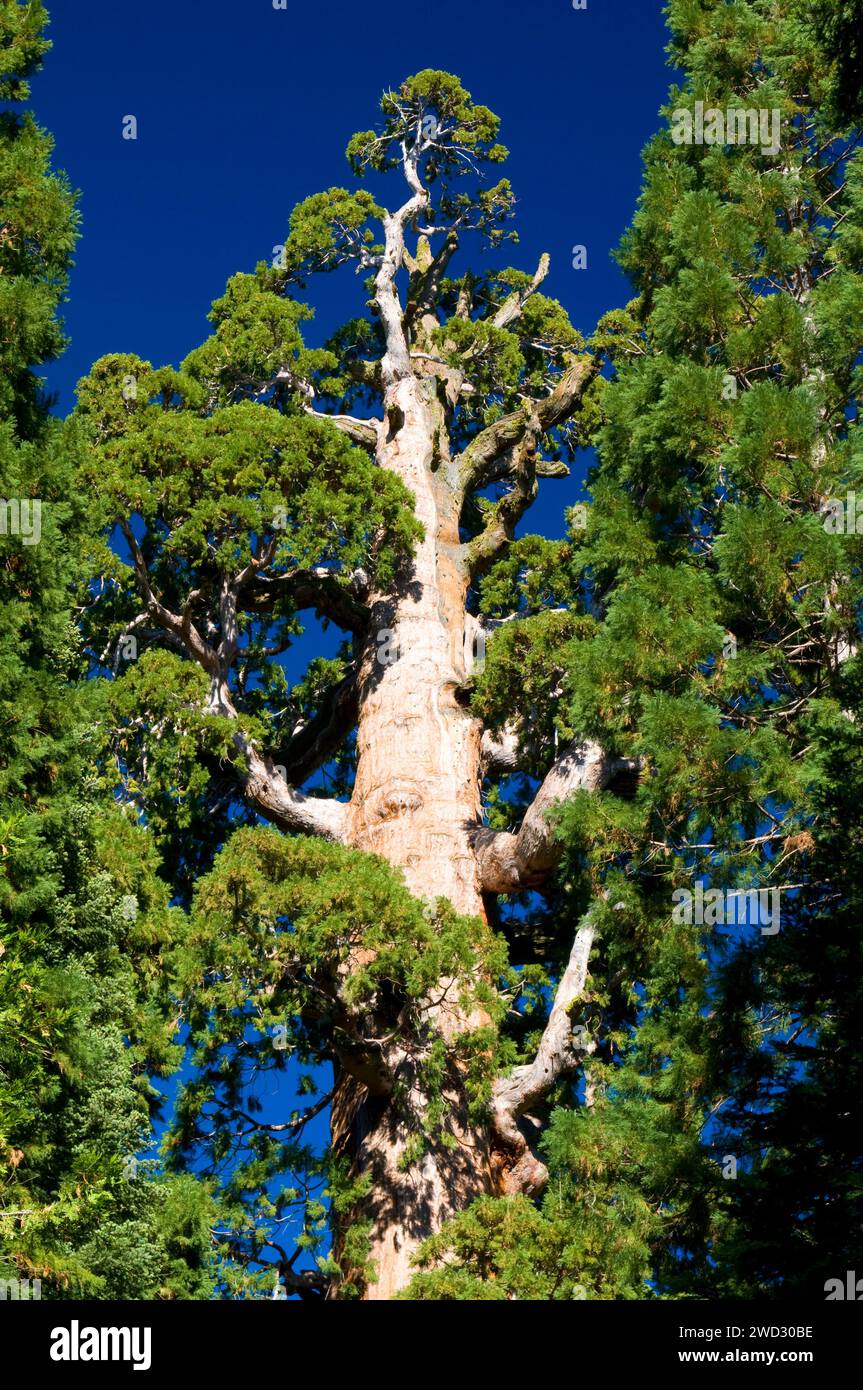 General Grant Tree, Kings Canyon National Park, California Stock Photo ...