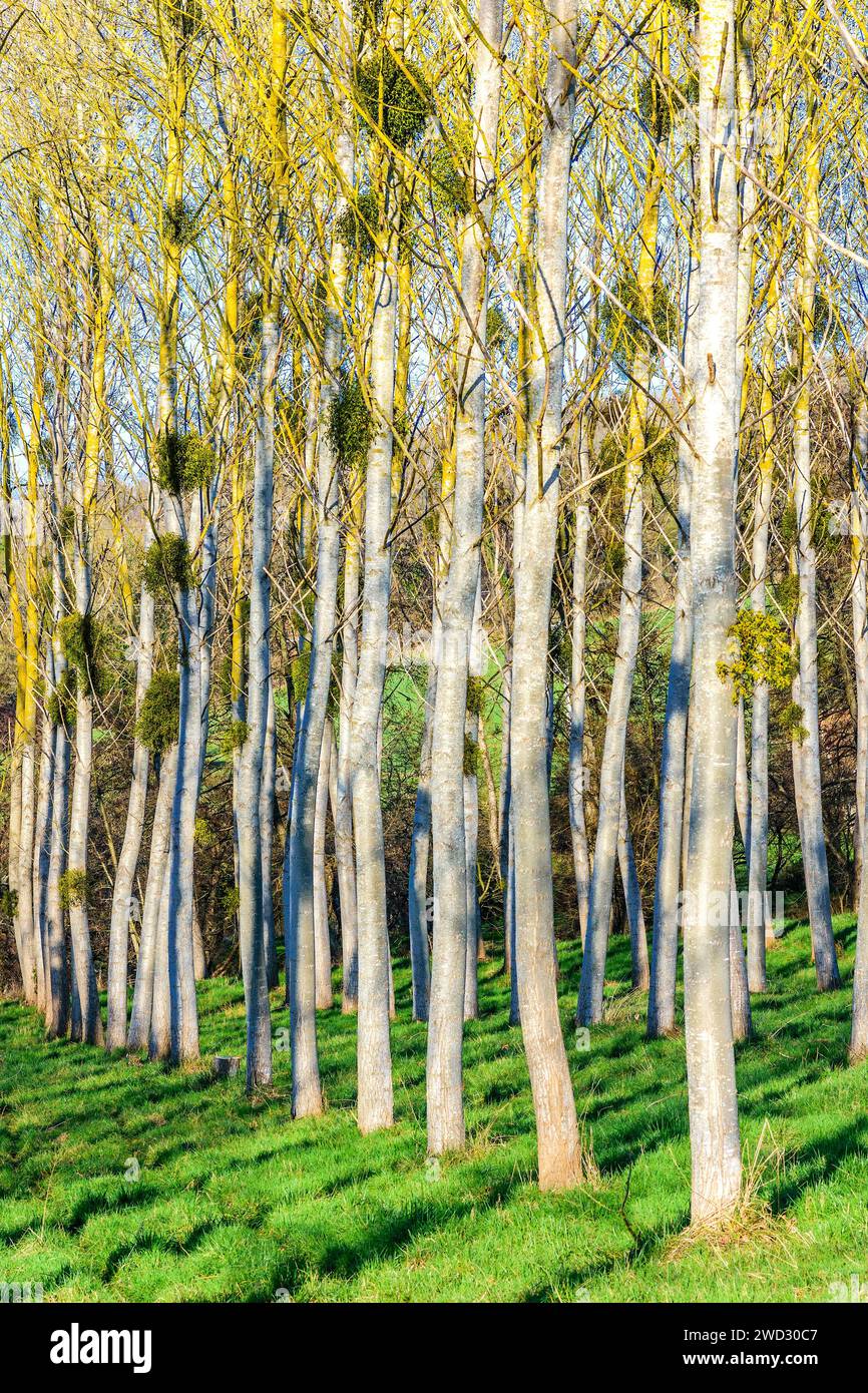 Grove of Poplar (Populus tremula) trees growing for commercial use ...