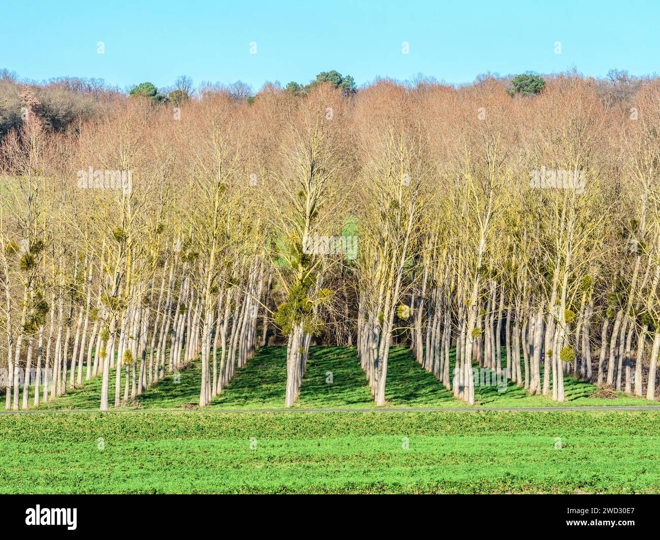 Grove plantation hi-res stock photography and images - Alamy