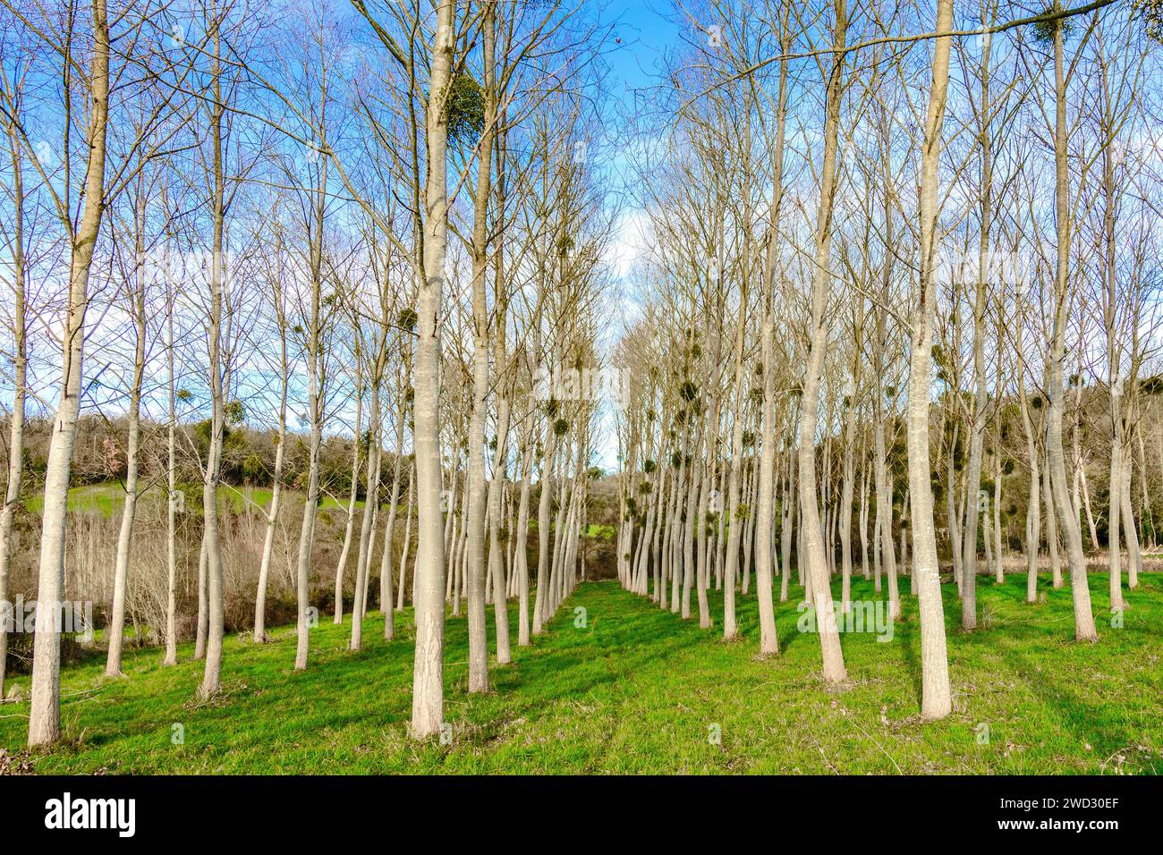 Grove of Poplar (Populus tremula) trees growing for commercial use ...
