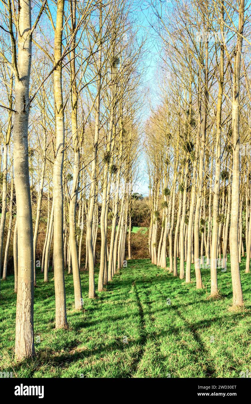 Grove of Poplar (Populus tremula) trees growing for commercial use ...