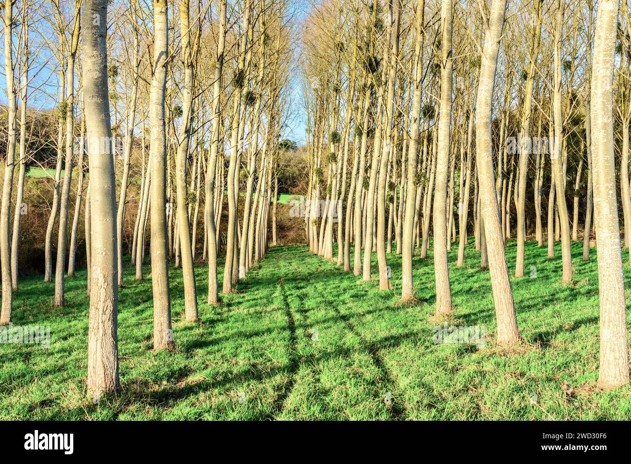 Grove plantation hi-res stock photography and images - Alamy