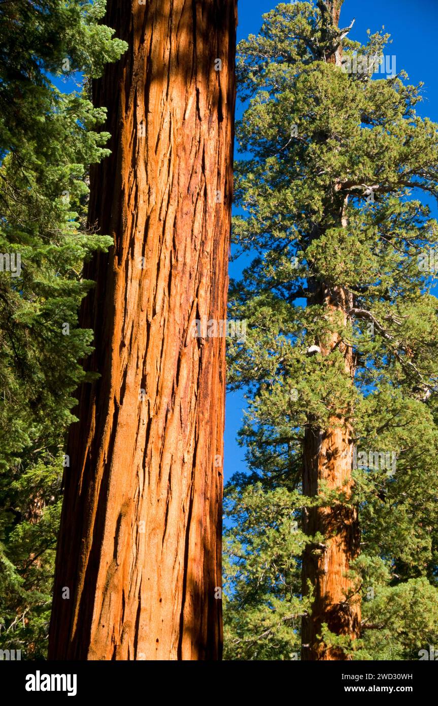 Sequoia trunks at Giant Forest on Big Trees Trail, Sequoia National ...