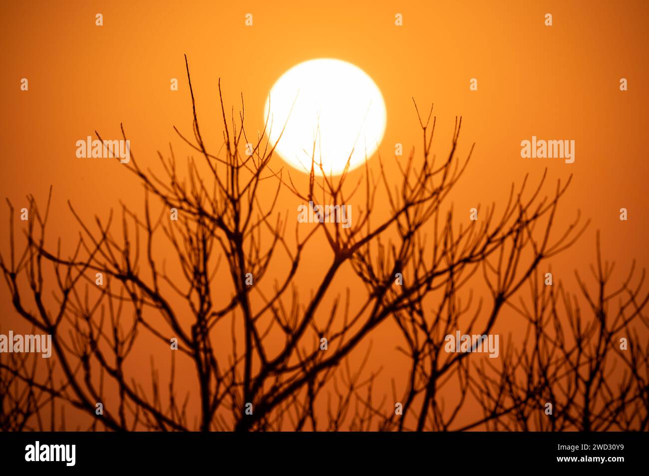 Red moon behind tree tops hi-res stock photography and images - Alamy