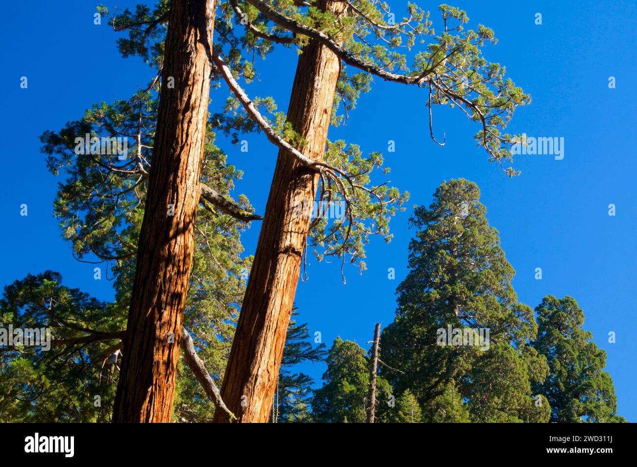 Sequoia at Giant Forest on Big Trees Trail, Sequoia National Park ... Sequoia at Giant Forest on Big Trees Trail, Sequoia National Park ...