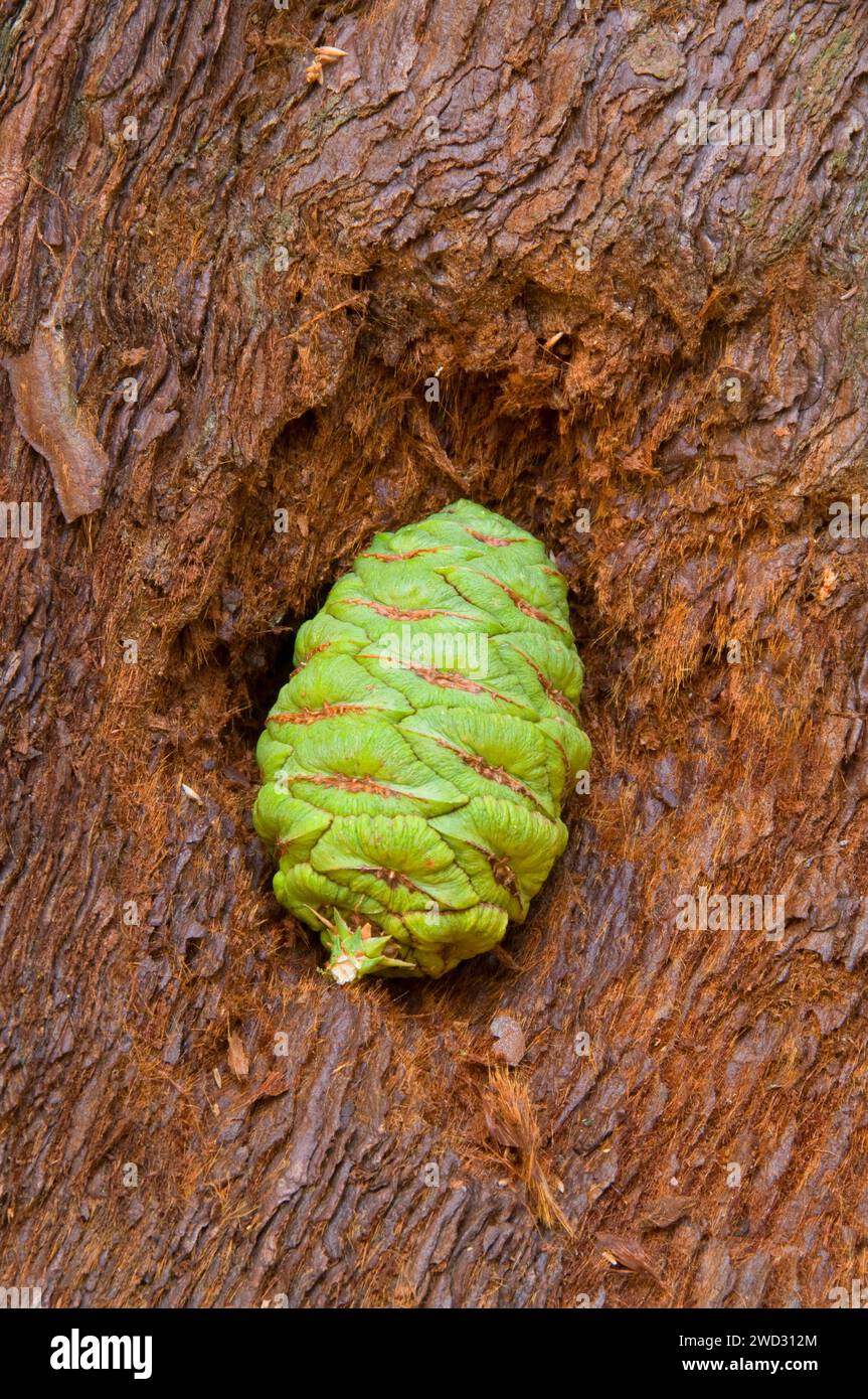 Sequoia (Sequoia sempervirens) cone on bark at Giant Forest on Big ...