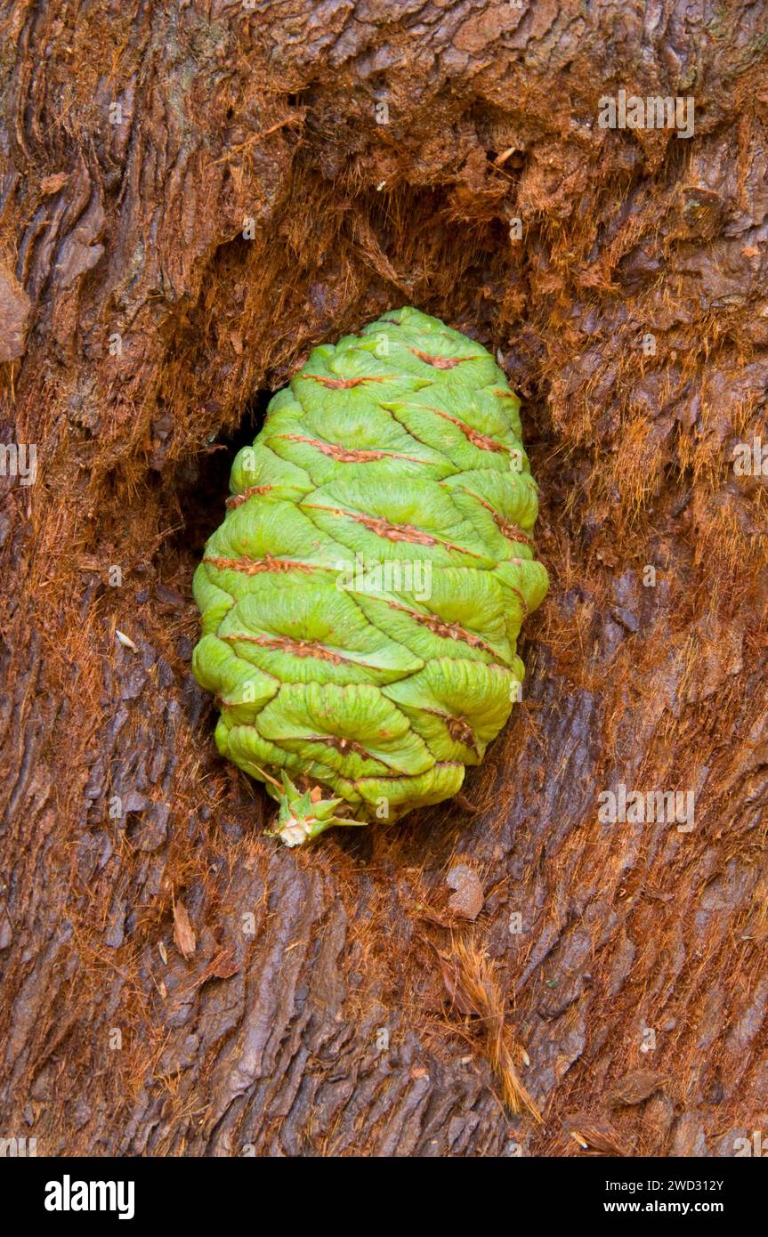 Sequoia (Sequoia sempervirens) cone on bark at Giant Forest on Big ...