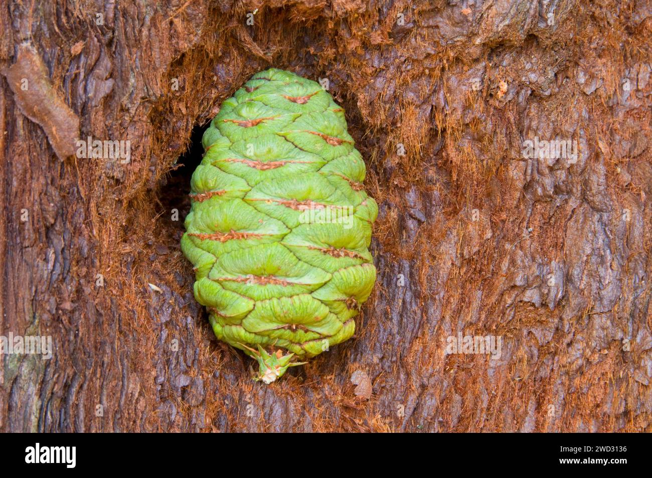 Sequoia (Sequoia sempervirens) cone on bark at Giant Forest on Big ...