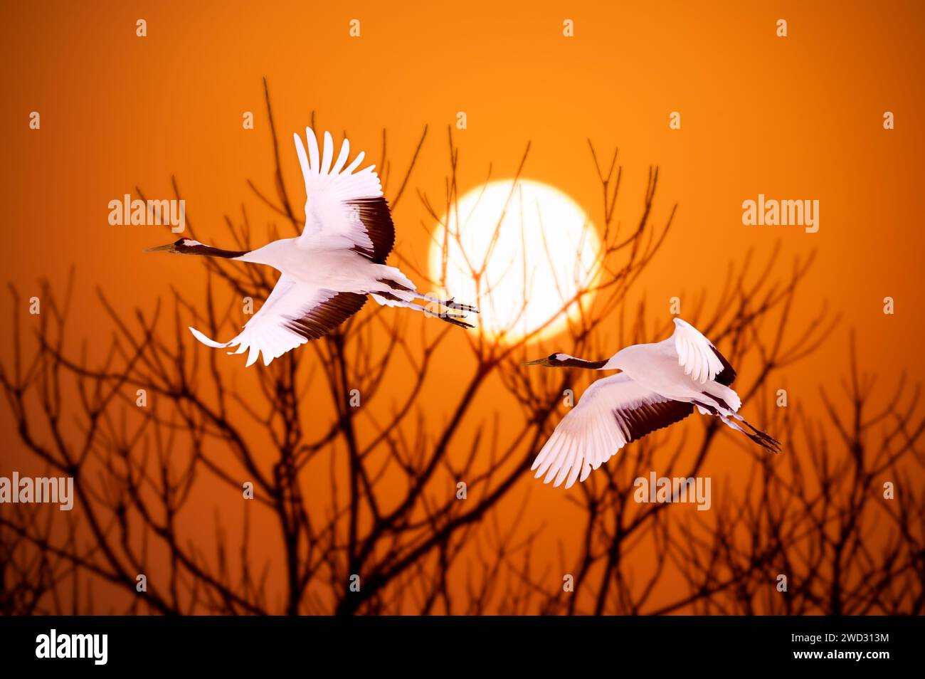 Red-crowned crane in flight with sunset and tree branch tops in the ...