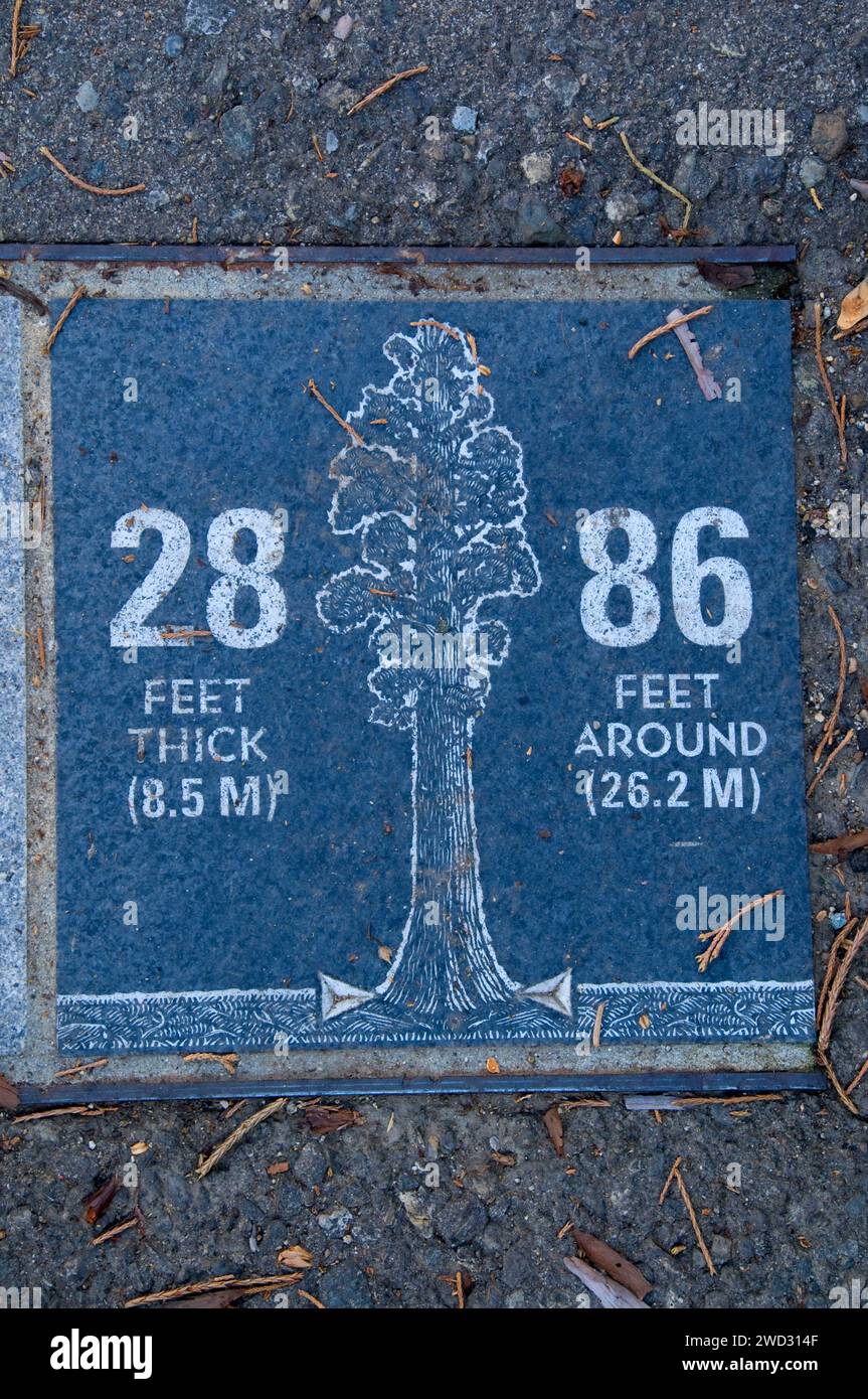Giant Forest Museum tree marker, Sequoia National Park, California ...