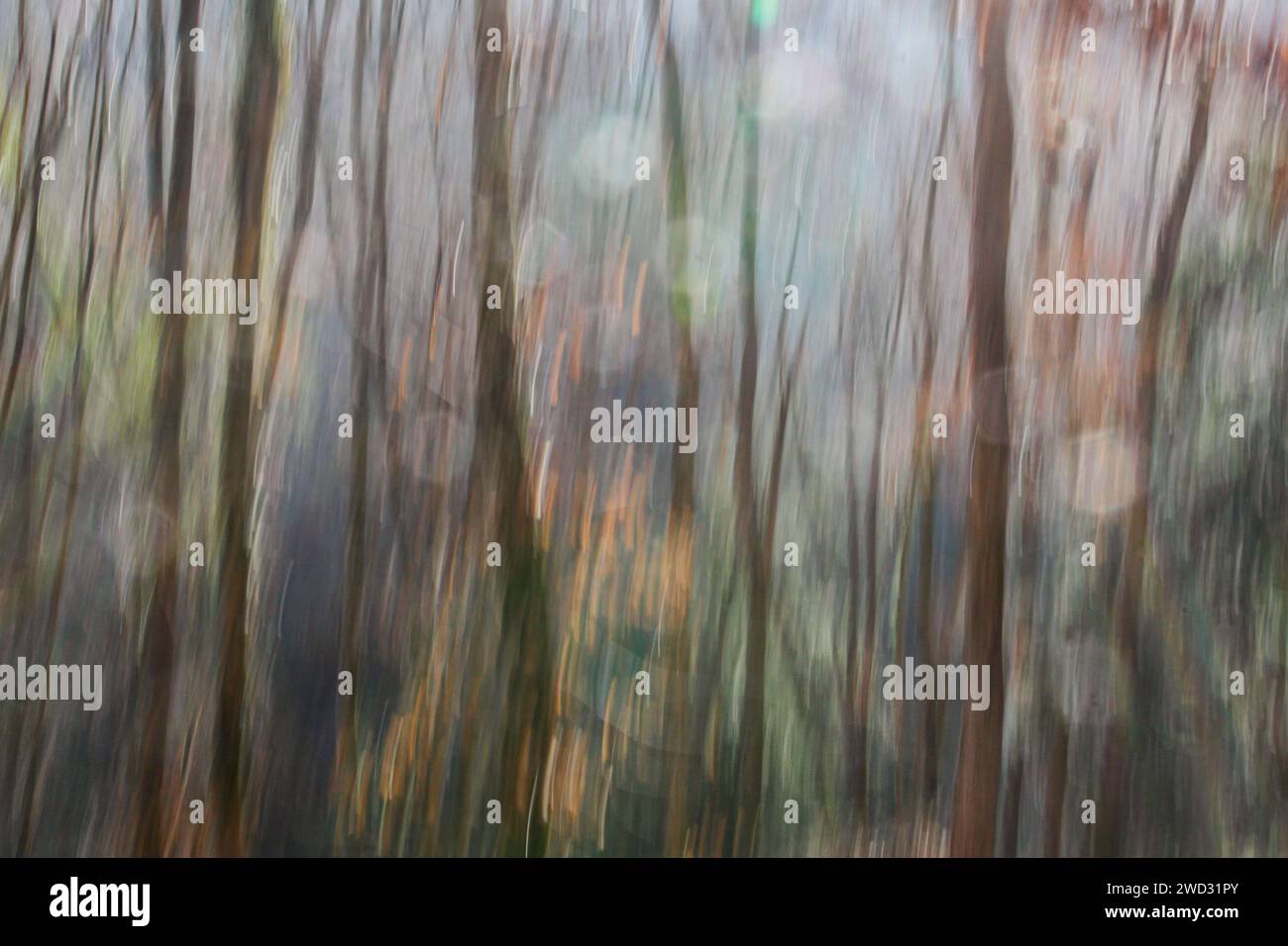 Blurred trees, abstract treatment with motion blur effect, fuzzy forest ...