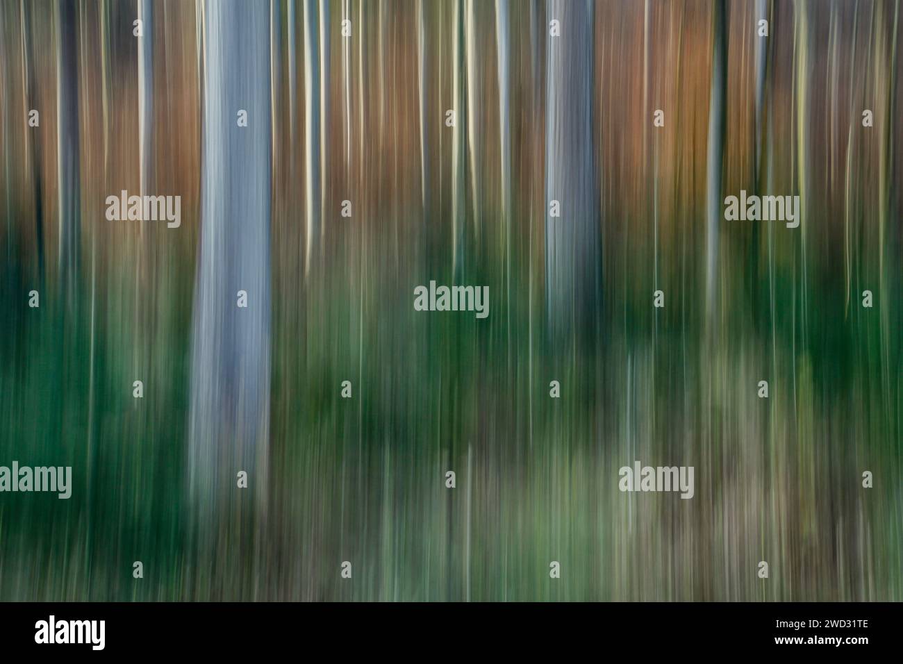 Blurred trees, abstract treatment with motion blur effect, fuzzy forest ...