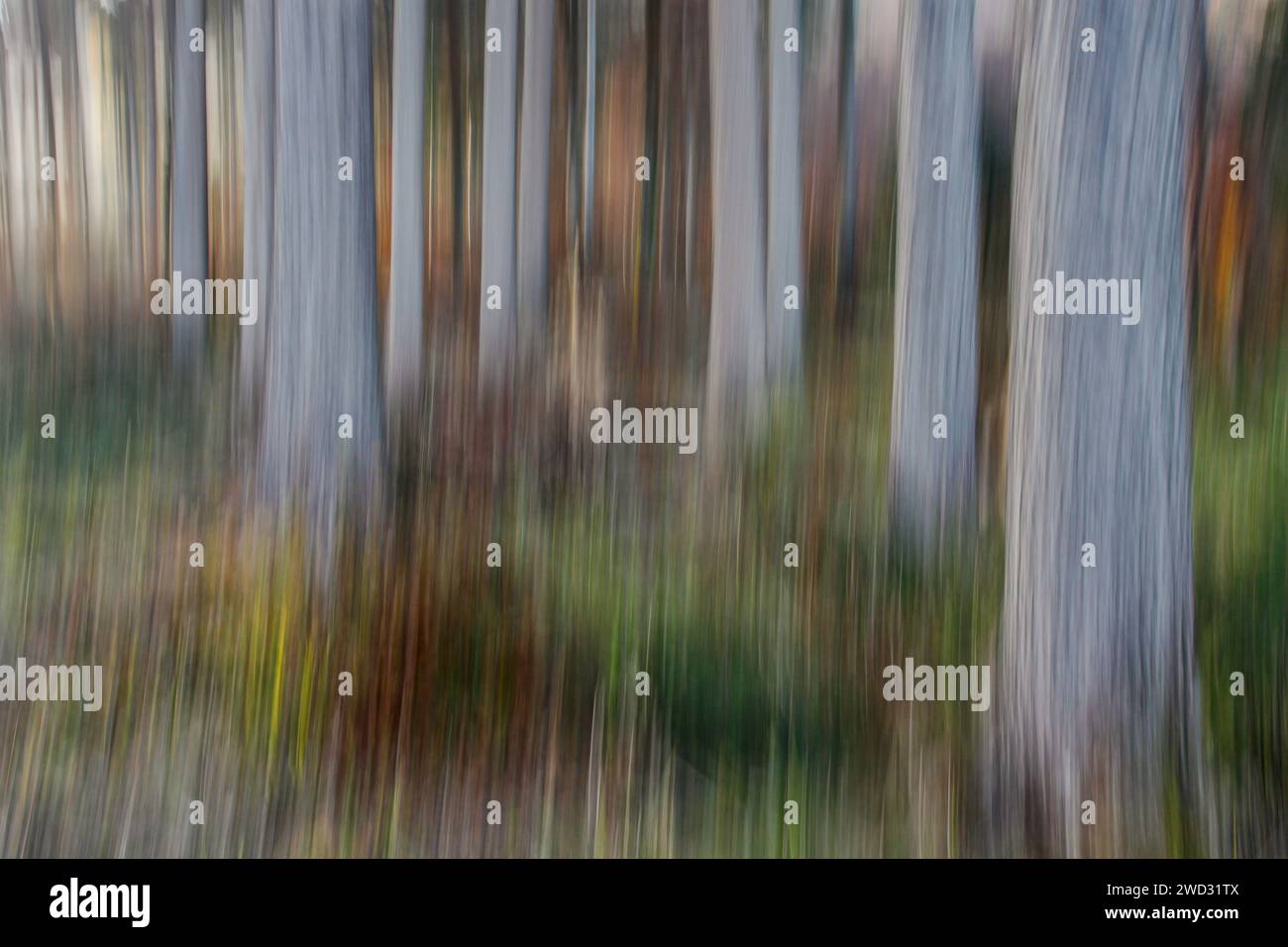 Blurred trees, abstract treatment with motion blur effect, fuzzy forest ...