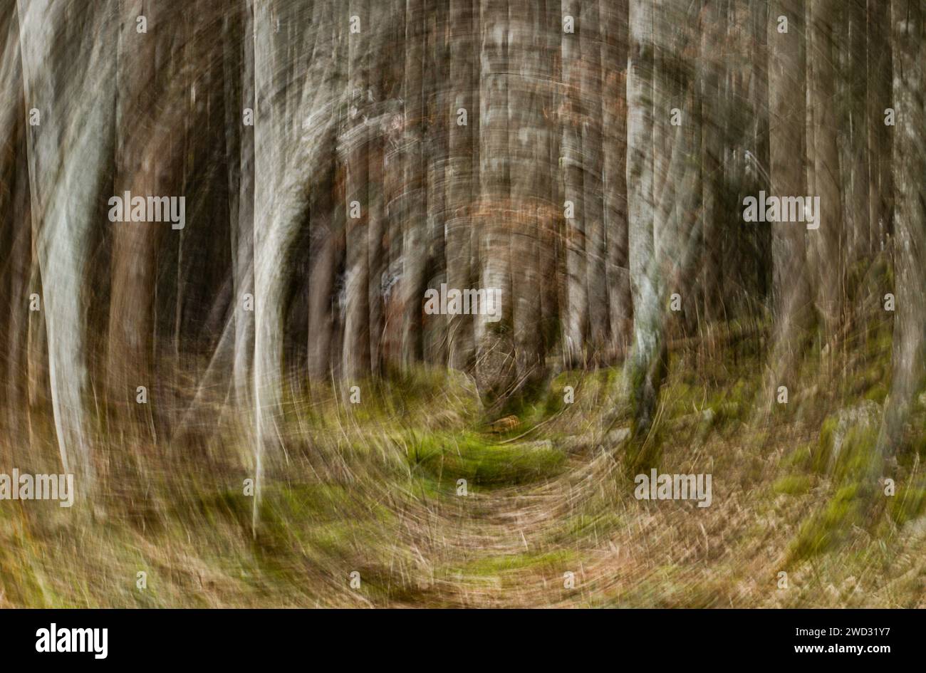 Blurred trees, abstract treatment with motion blur effect, fuzzy forest ...
