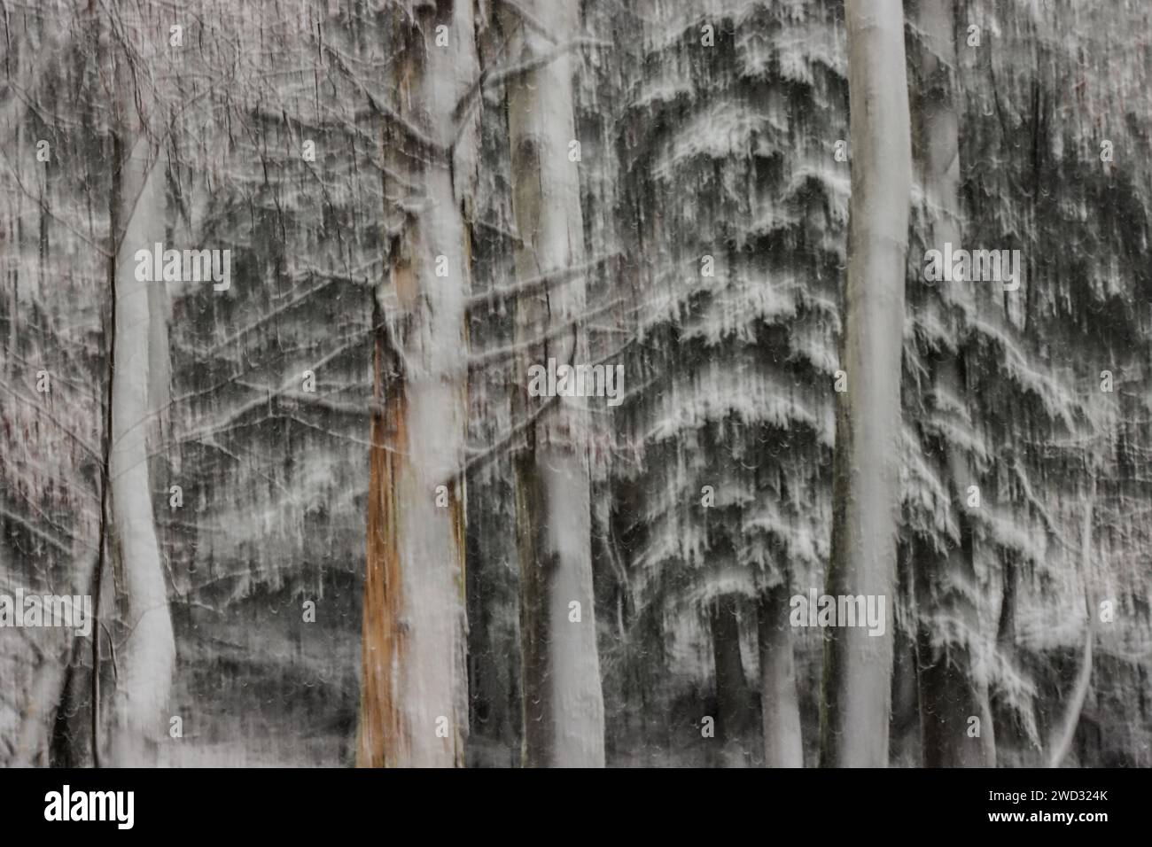 Blurred trees in winter, abstract treatment with motion blur effect ...