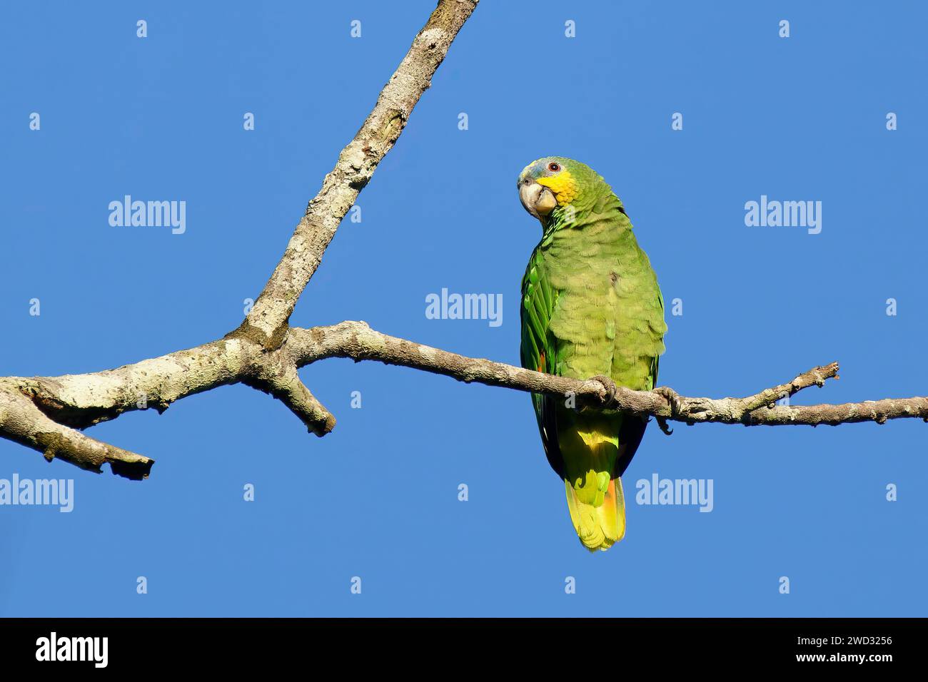 Orange winged parrot, Amazona amazonica amazónica, Amazon Basin, Brazil ...
