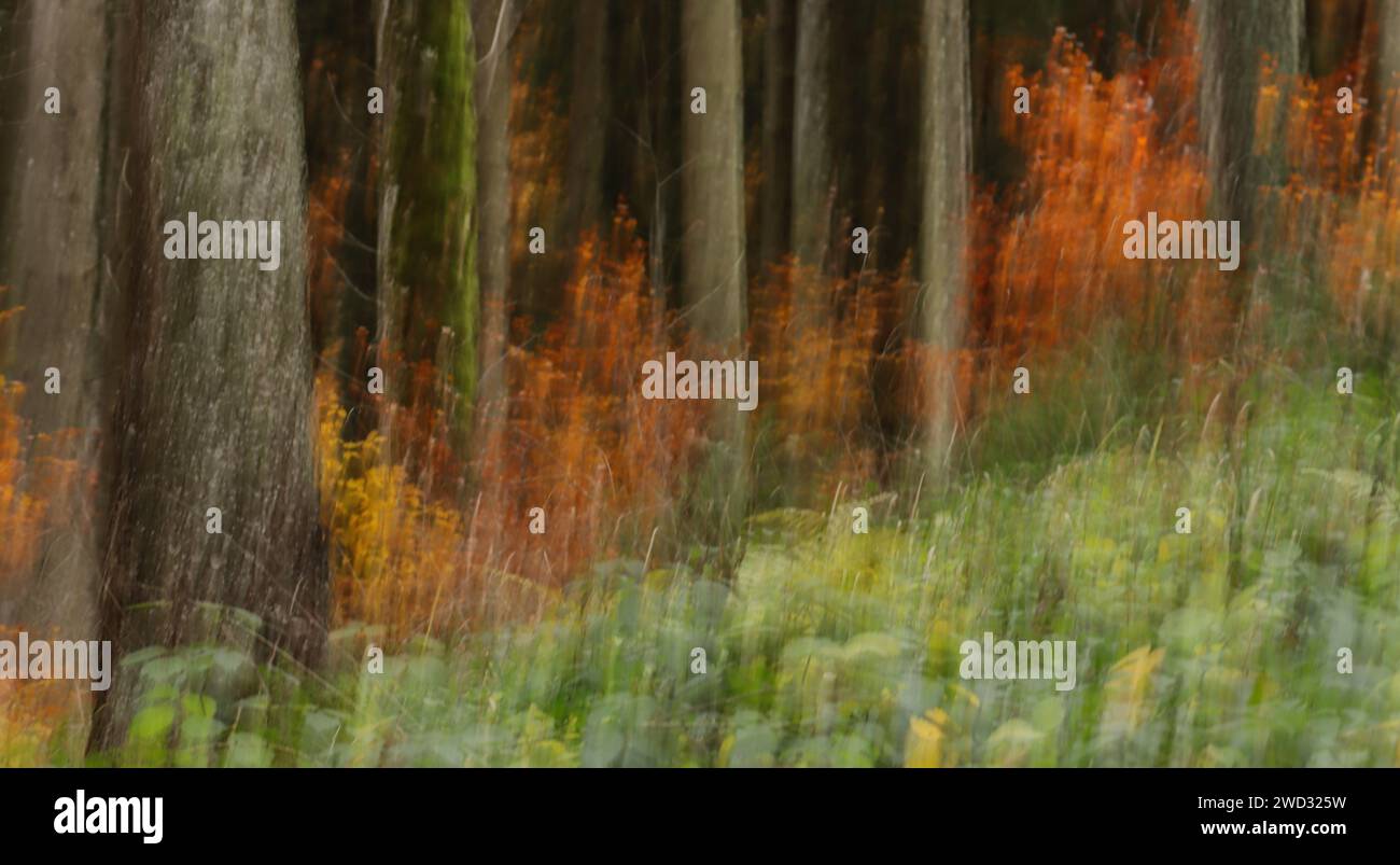 Blurred trees, abstract treatment with motion blur effect, fuzzy forest ...