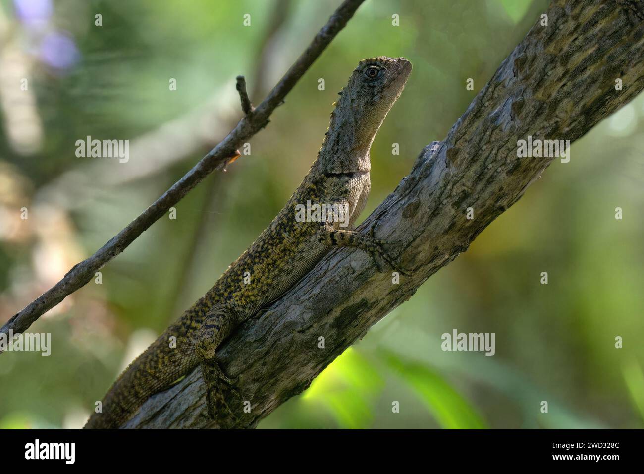 Diving lizard, Uranoscodon superciliosus, climbing a tree, Amazon basin ...