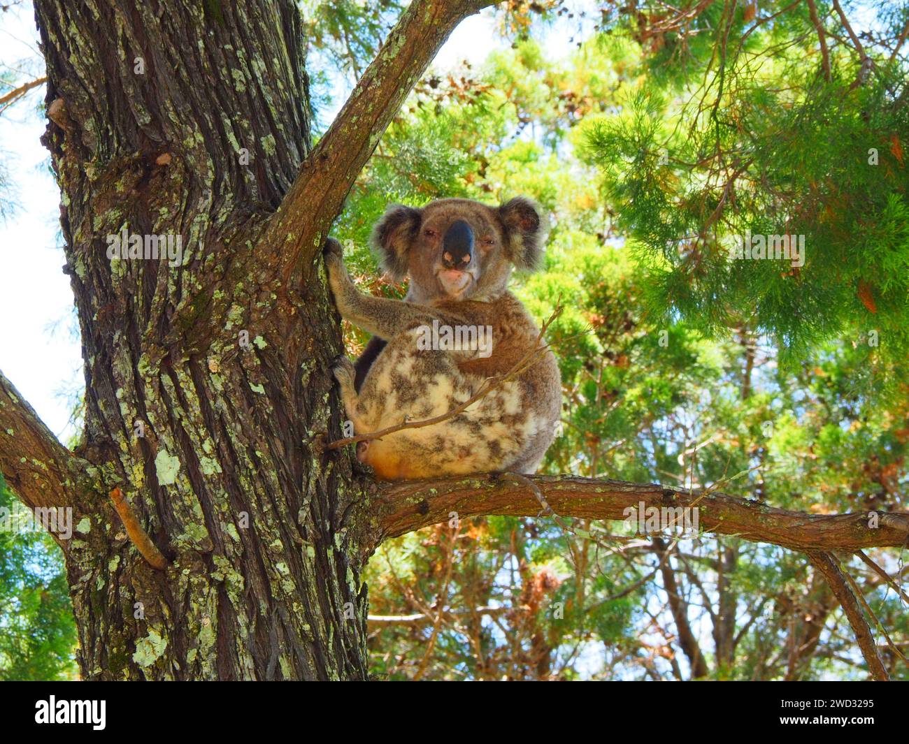 Koala bridge hi-res stock photography and images - Alamy