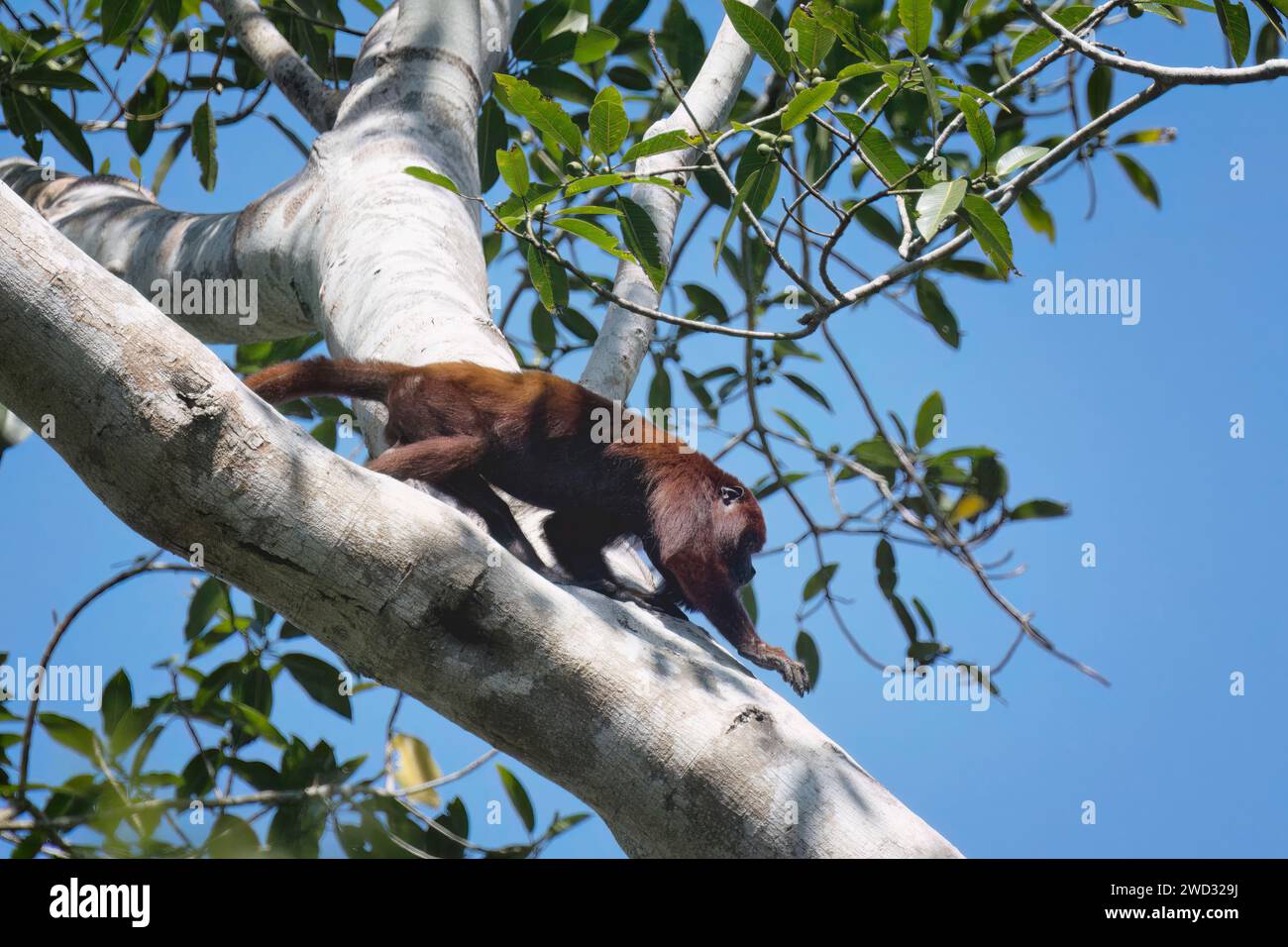Colombian red howler monkey, Alouatta seniculus, in a tree, Amazon ...