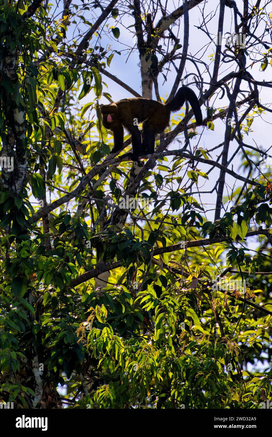 Red Nosed Bearded Saki, Chiropotes albinasus, Amazon basin, Brazil ...