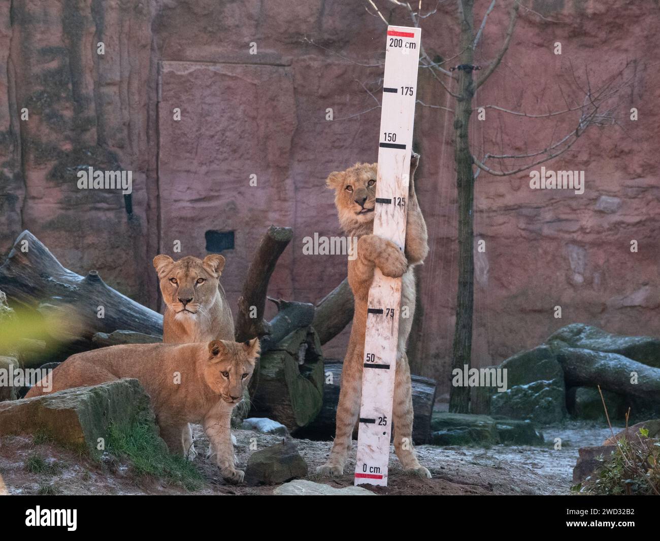 Hanover, Germany. 18th Jan, 2024. Three Barbary lions are measured ...