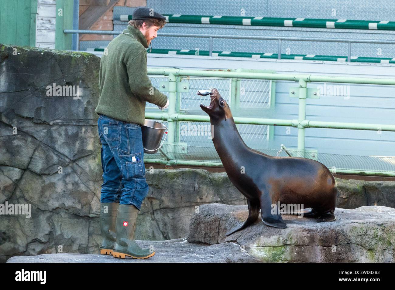 Hanover, Germany. 18th Jan, 2024. Henrik Voges, zookeeper at Hanover ...