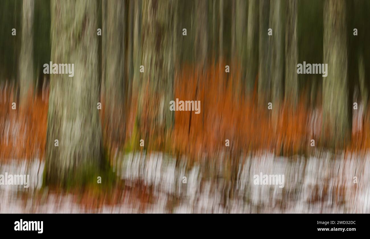Blurred trees in winter, abstract treatment with motion blur effect ...