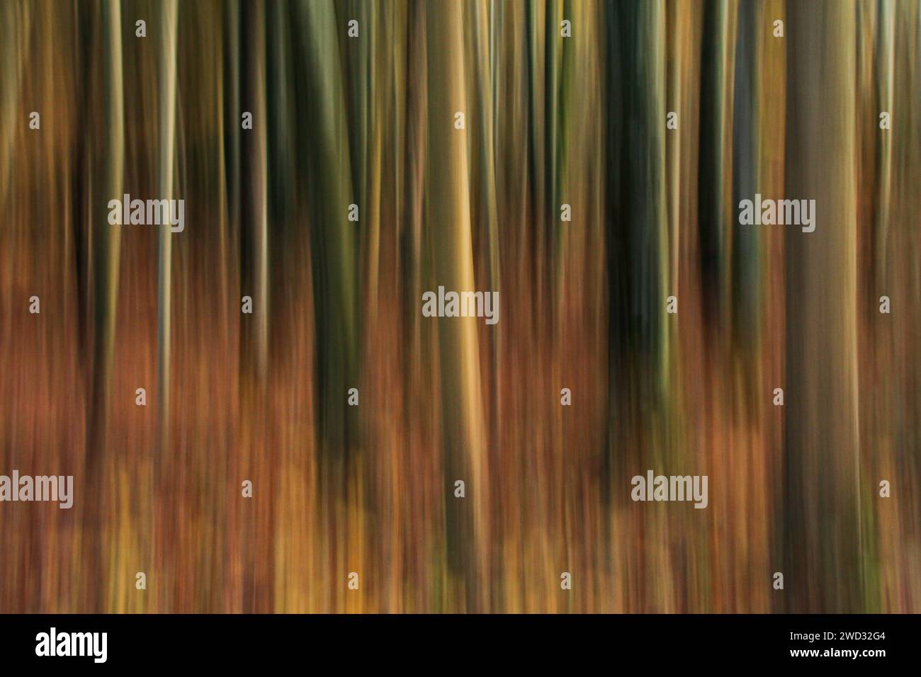 Blurred trees, abstract treatment with motion blur effect, fuzzy forest ...