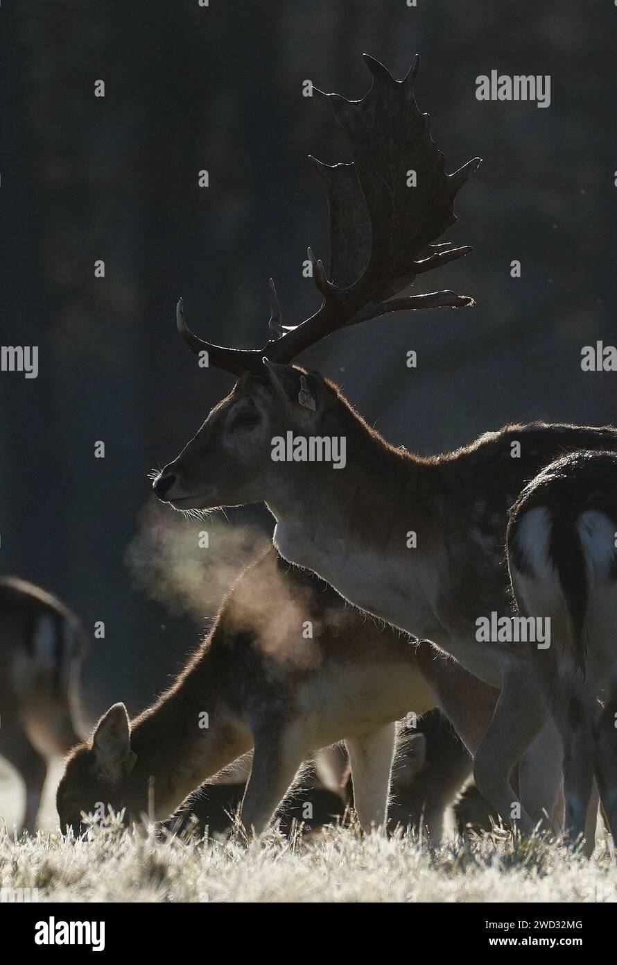 Fallow deer on a frosty morning in the Phoenix park in Dublin as Met ...