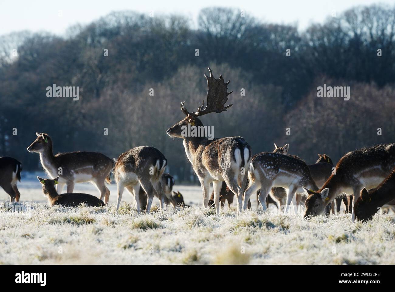 Fallow deer on a frosty morning in the Phoenix park in Dublin as Met ...