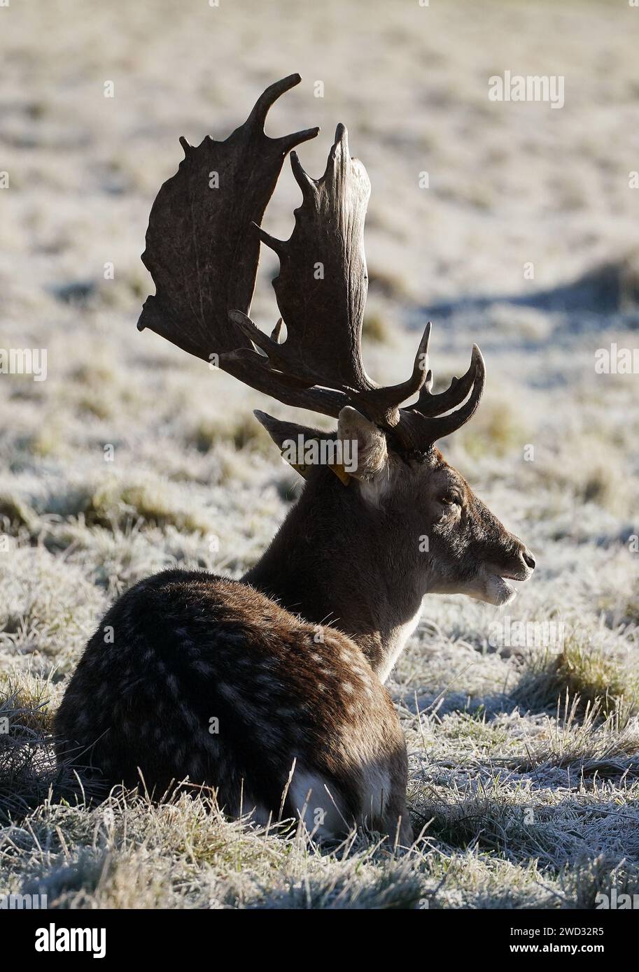 A fallow deer sits on the frosty grass in the Phoenix park in Dublin as ...