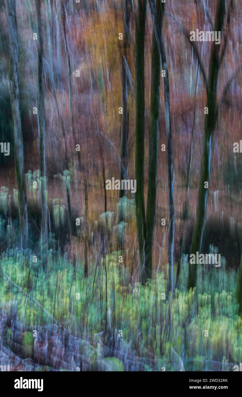 Blurred trees, abstract treatment with motion blur effect, fuzzy forest ...