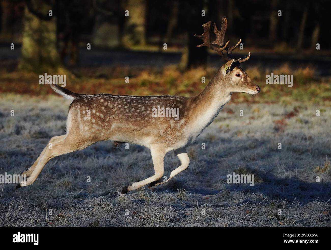 A fallow deer in a frosty Phoenix park in Dublin as Met Eireann has ...