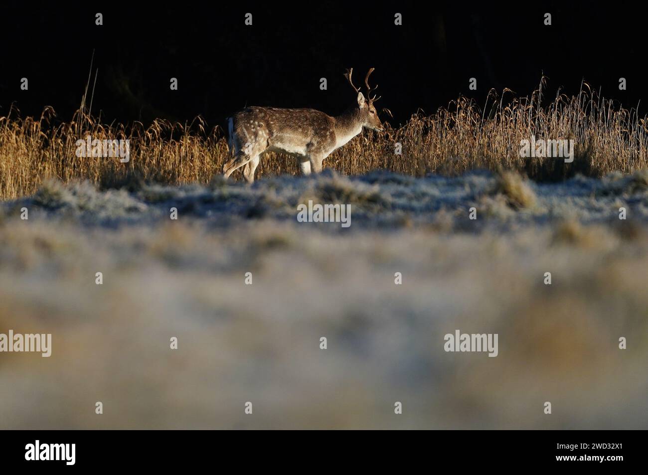 A fallow deer in a frosty Phoenix park in Dublin as Met Eireann has ...