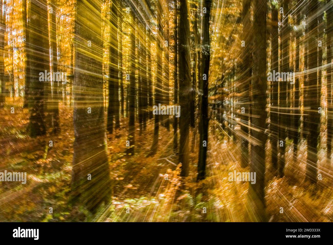 Blurred trees, abstract treatment with motion blur effect, fuzzy forest ...