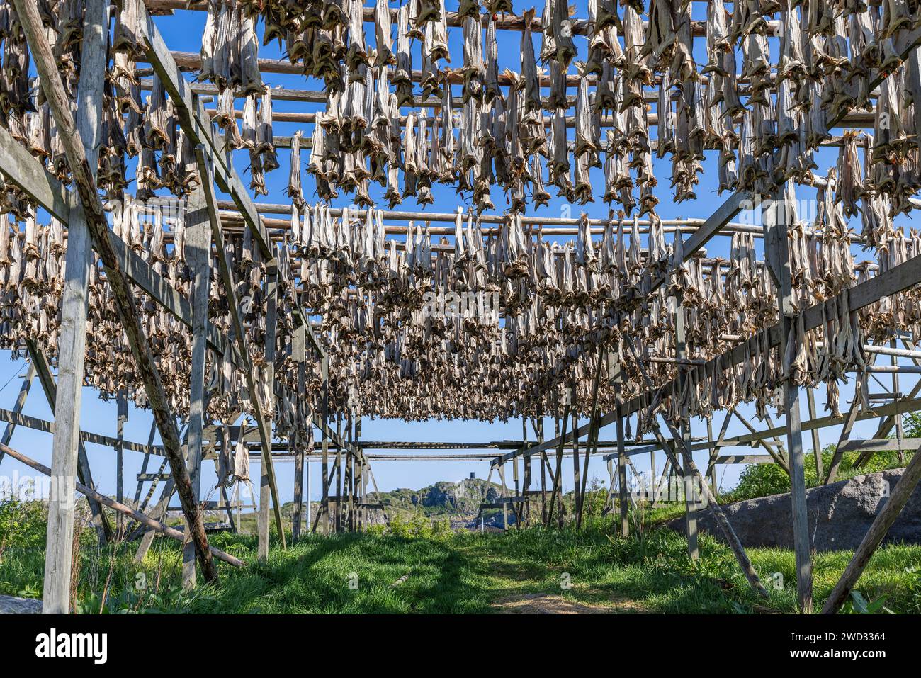 Under the Nordic sun, fish hang from a wooden drying structure, a ...