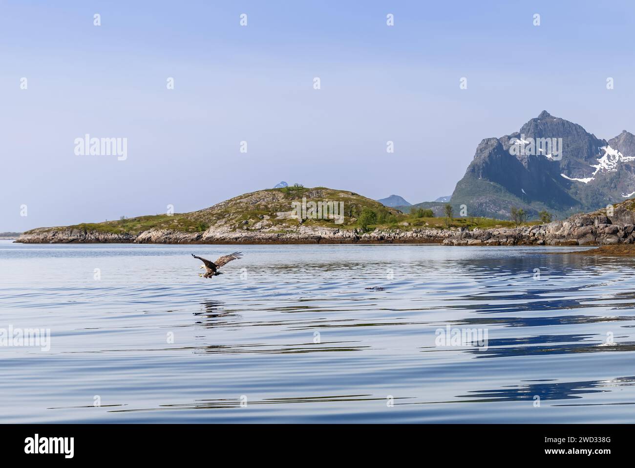 In the crisp Norwegian air, a white-tailed eagle swoops low for prey ...