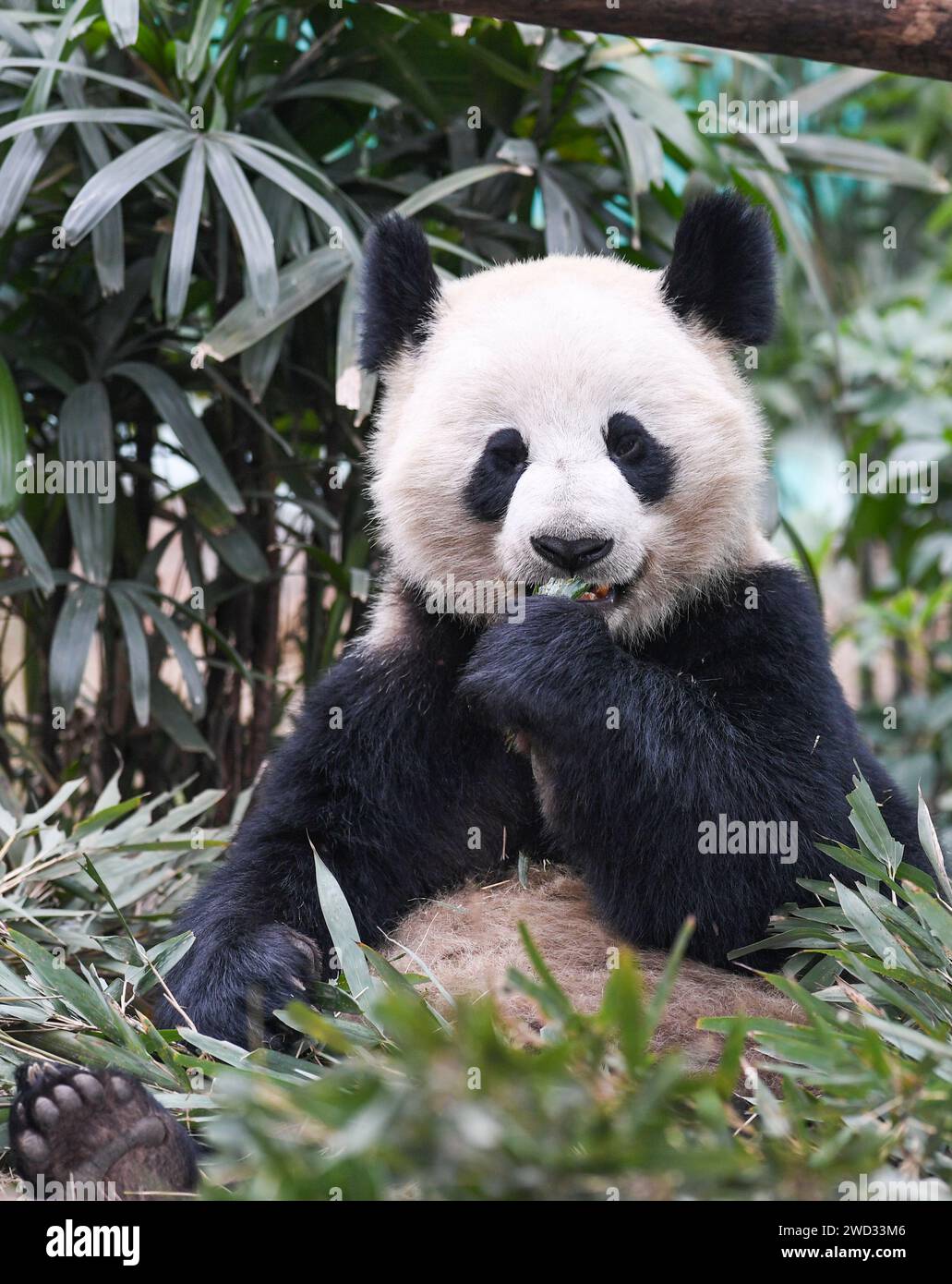 Chongqing. 18th Jan, 2024. Giant panda Ai Lian is seen at Locajoy animal theme park in Yongchuan ...