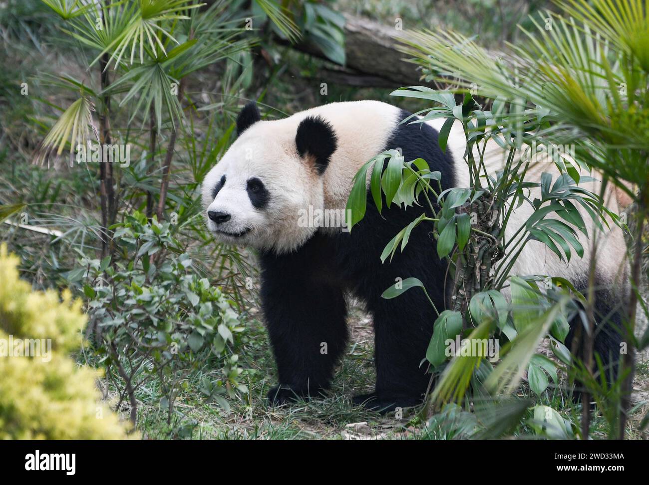 Chongqing. 18th Jan, 2024. Giant panda Qiao Yue is seen at Locajoy ...