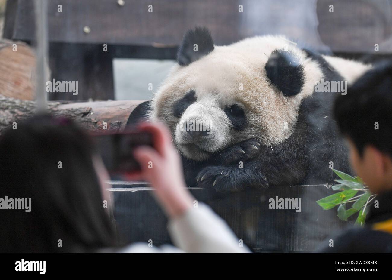 Chongqing. 18th Jan, 2024. Giant panda Qing Hua is seen at Locajoy animal theme park in ...
