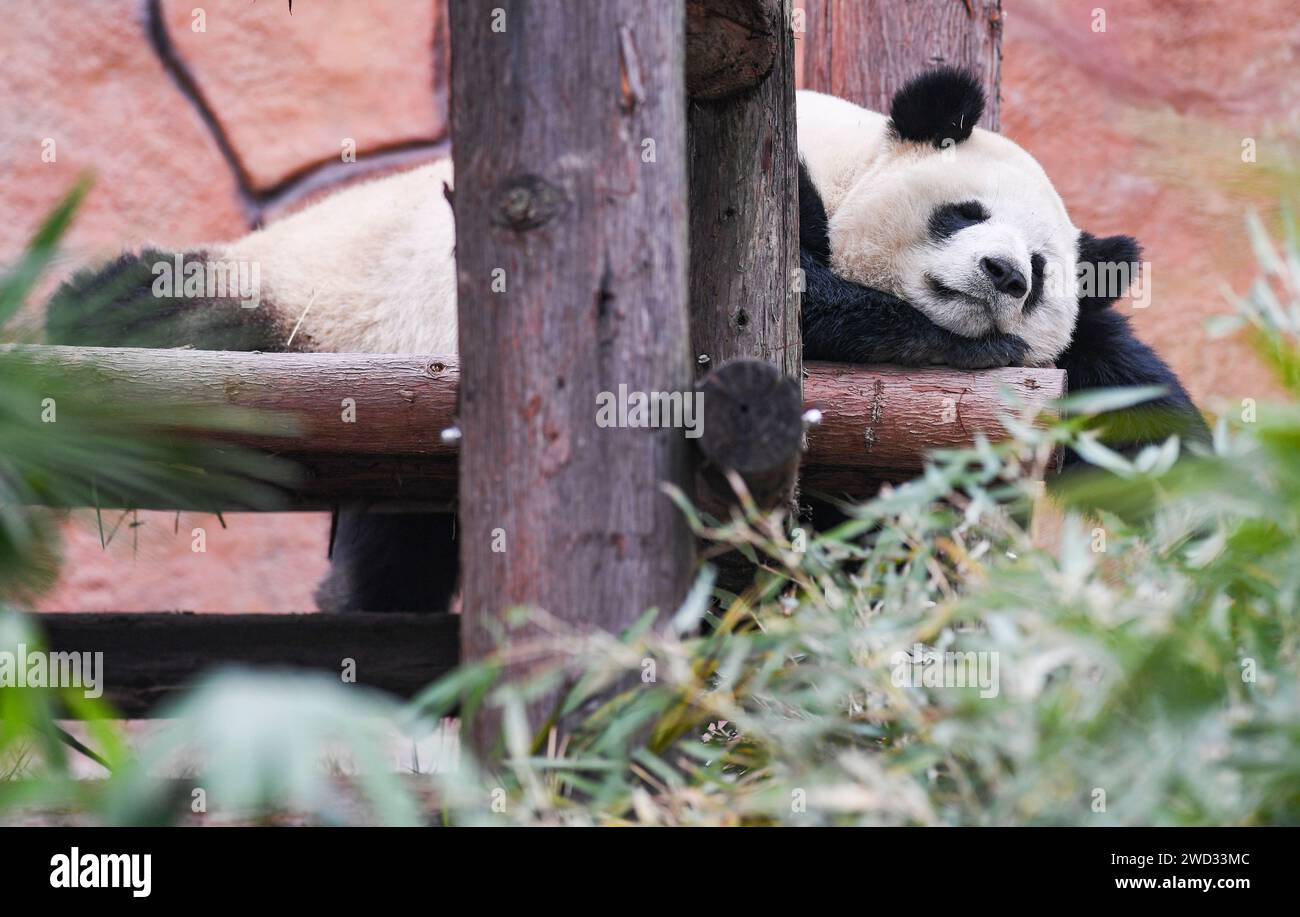 Chongqing. 18th Jan, 2024. Giant panda Qiao Yue is seen at Locajoy ...