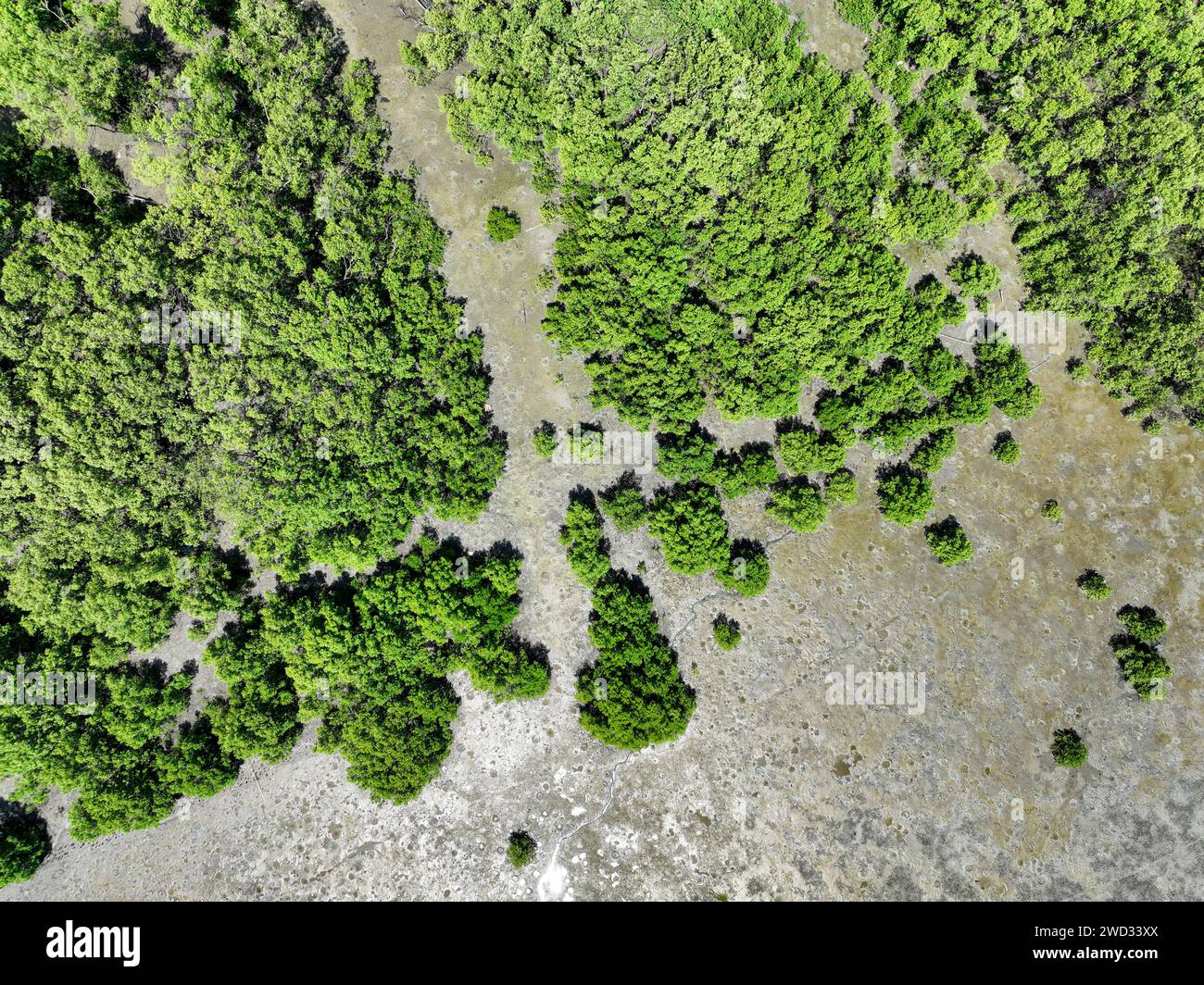Green mangrove forest with morning sunlight. Mangrove ecosystem ...