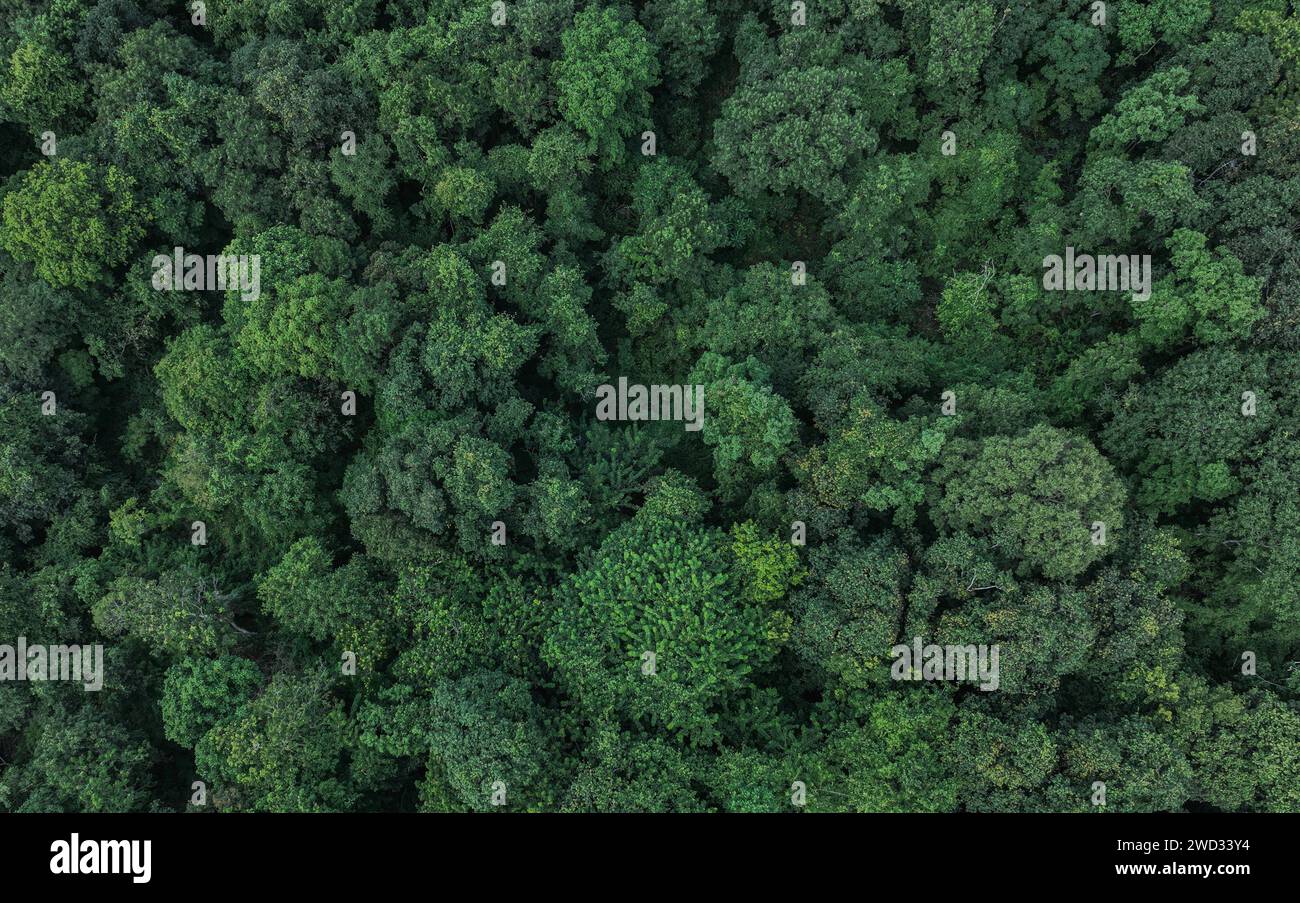 Aerial top view of green trees in forest. Drone view of dense green ...