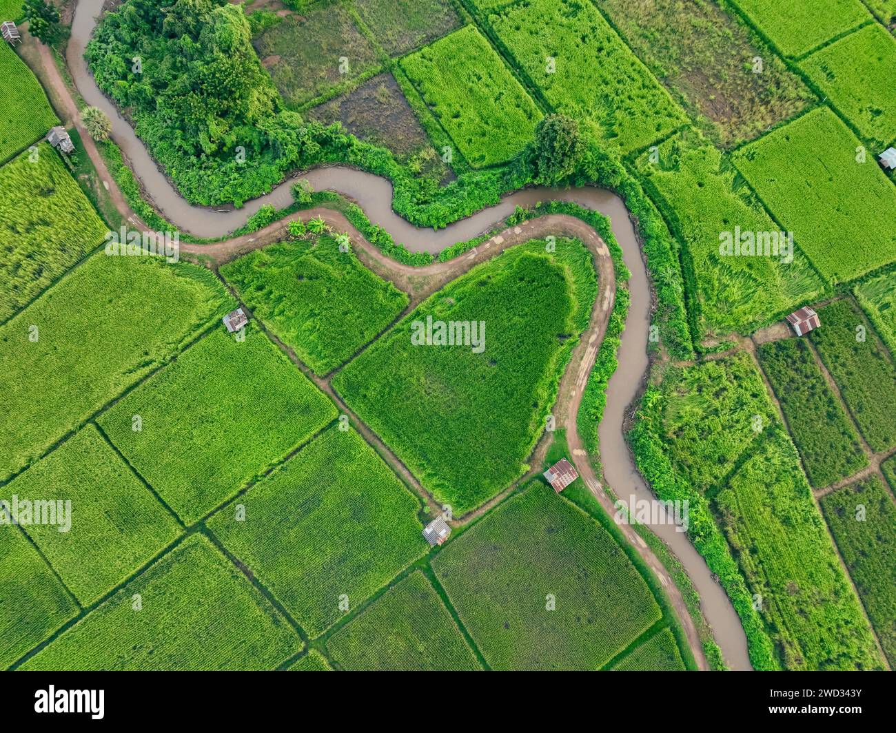 Aerial view of lush green rice field with small winding canal. Sustainable agriculture landscape ...